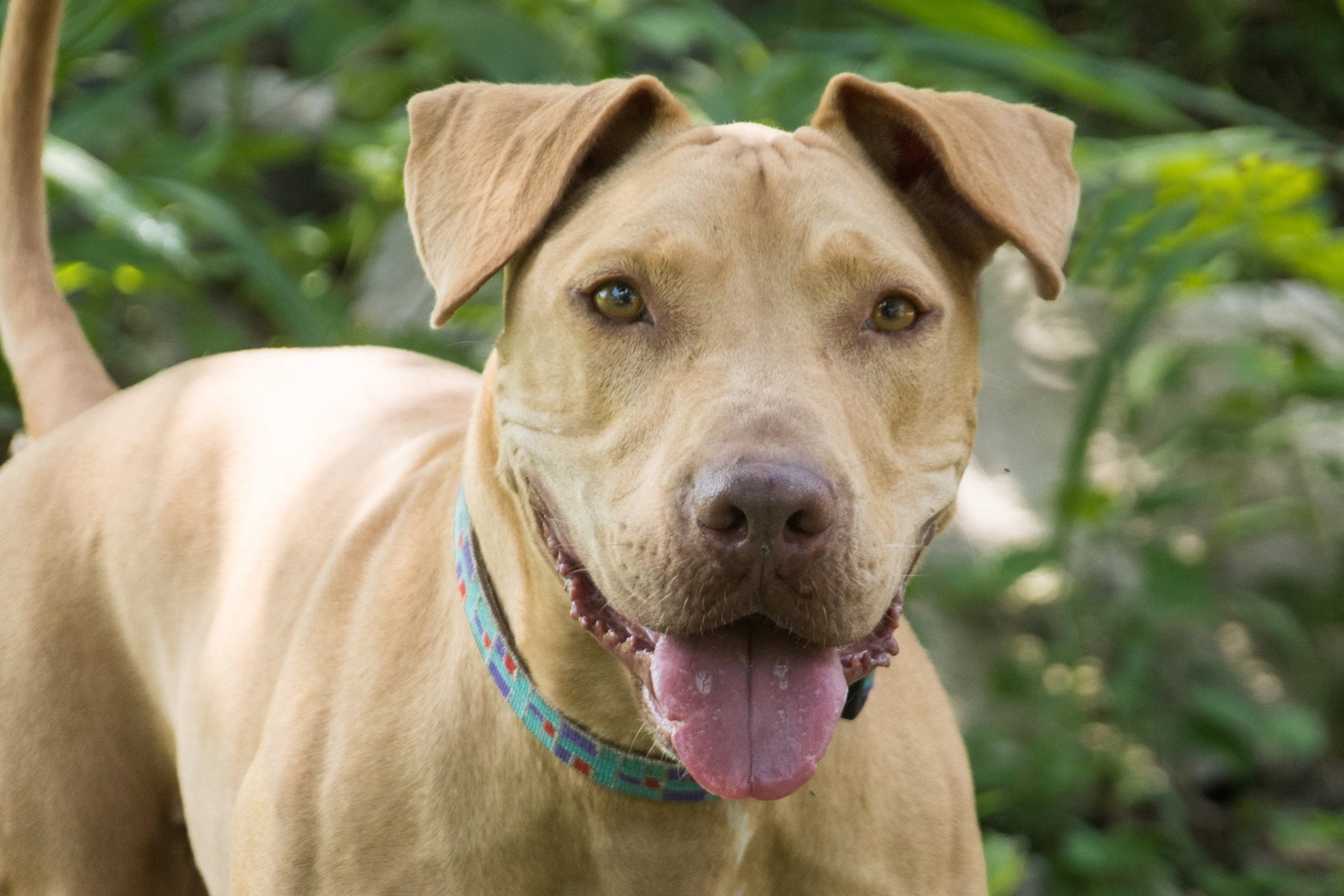 Adoption Process - Dog for Life