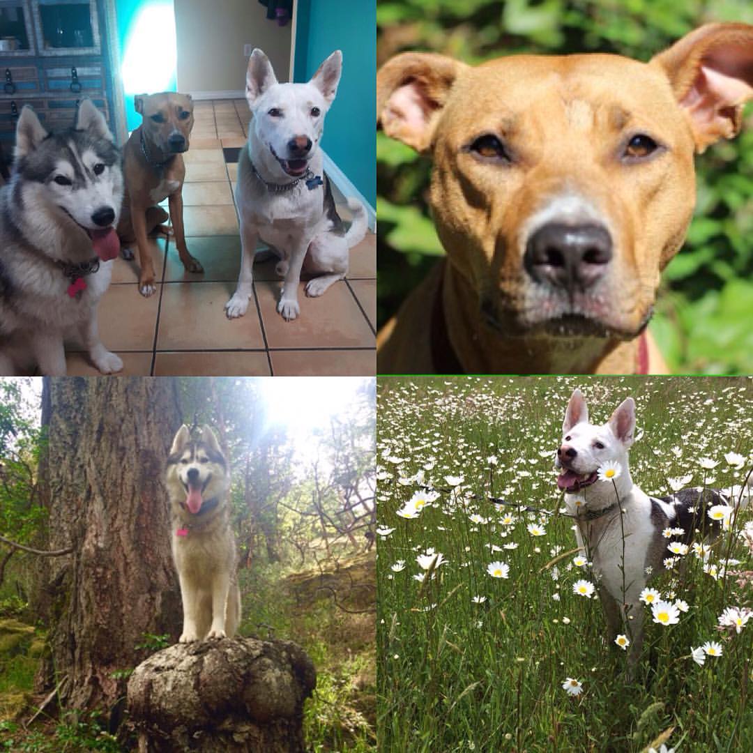 Adopt - Dog for Life